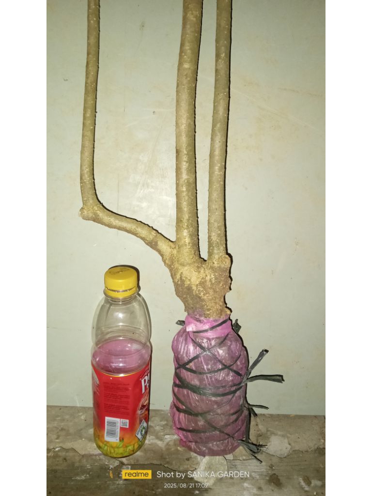 Jual POHON BINTAOS/MENTAOS UNTUK BAHAN SAMBUNGAN ANPUT | Shopee Indonesia