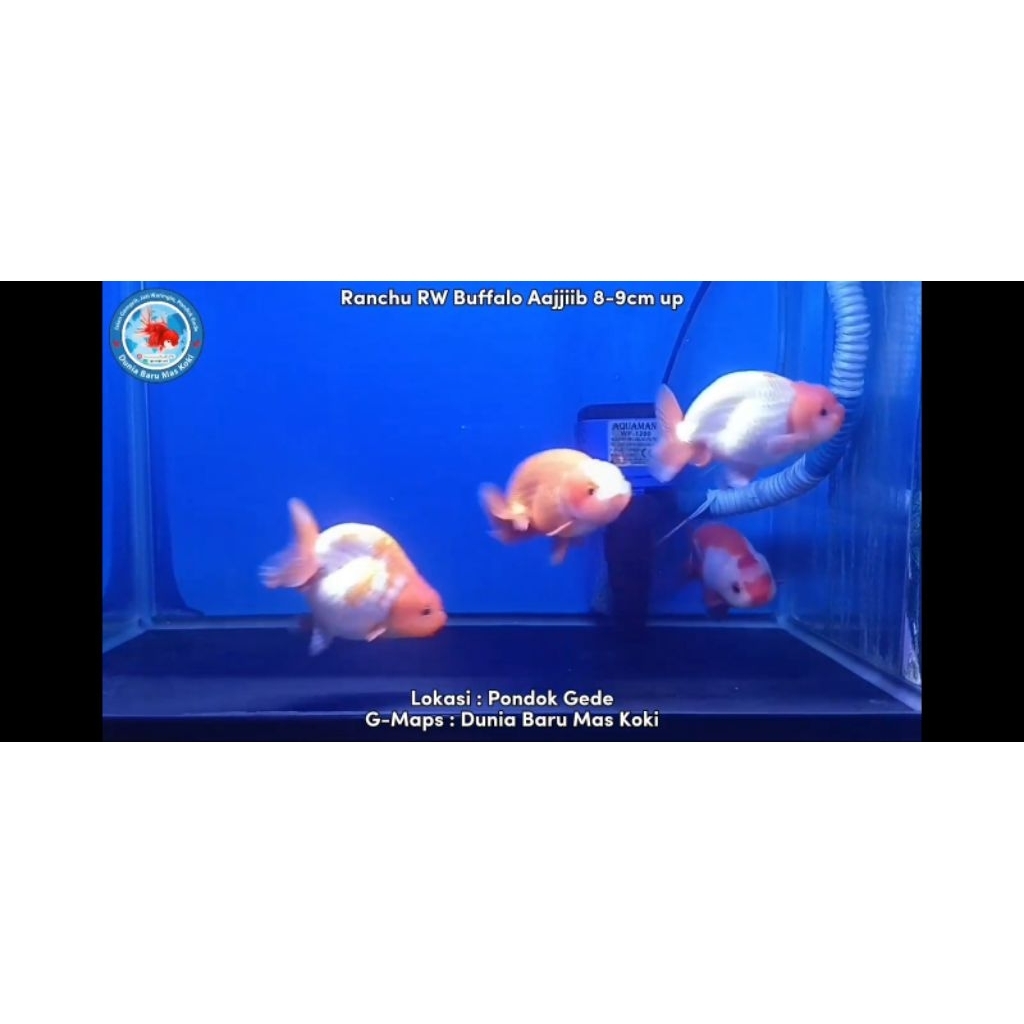 Jual Ikan Mas Koki Ranchu RW Buffalo Aajjiib 8-9cm up | Shopee Indonesia