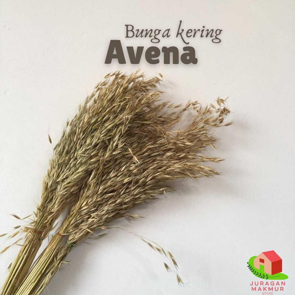 Jual Bunga Kering Avena Dried Flower Buket Bunga 1 ikat 60 cm | Shopee ...