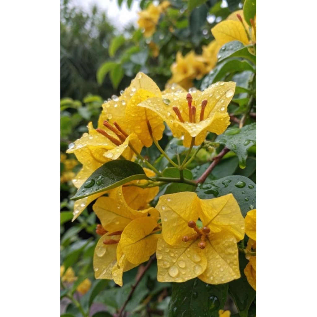 Jual Bibit Bunga Bougenville Warna Yellow Kuning (free pupuk) | Shopee ...