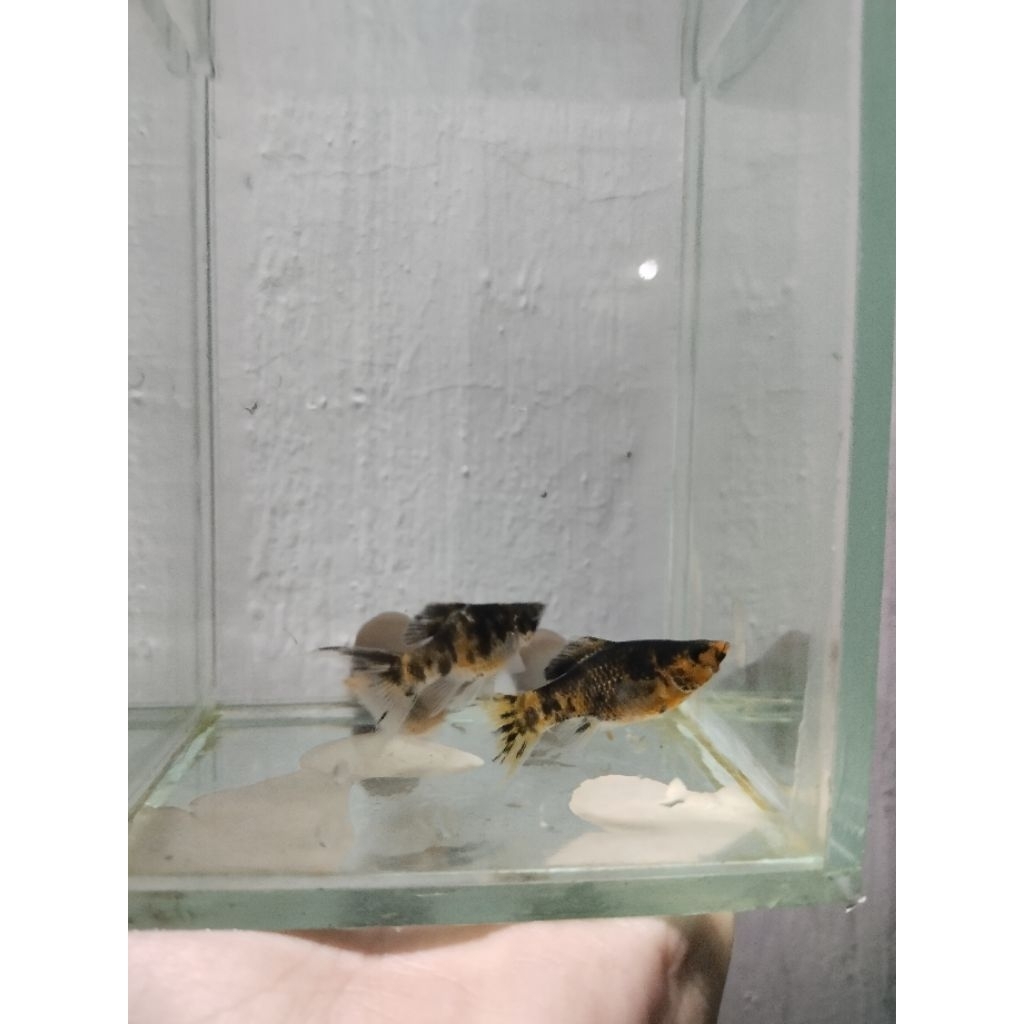 Jual Molly Tiger Hiasan Akuarium | Shopee Indonesia