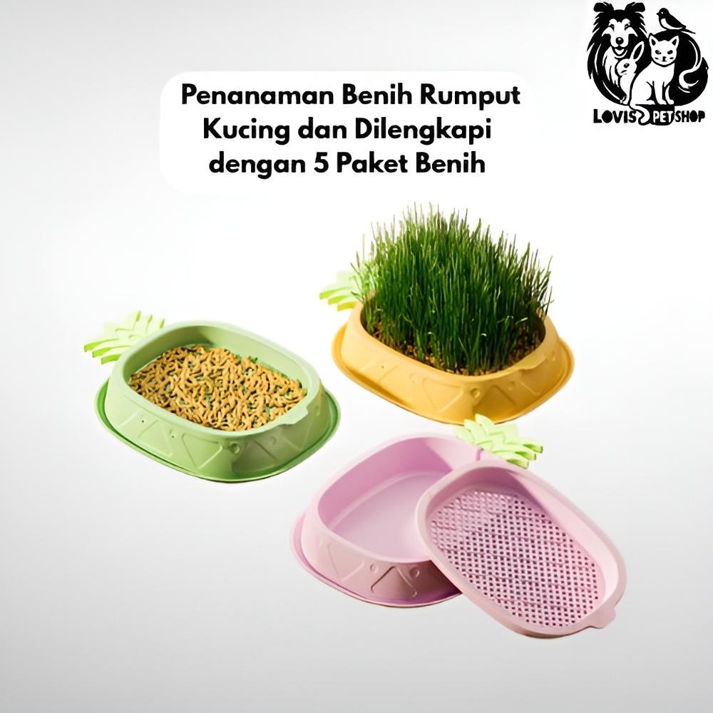 Jual Rumput kucing Kit Penanaman Benih Rumput Kucing Rumput Gandum ...