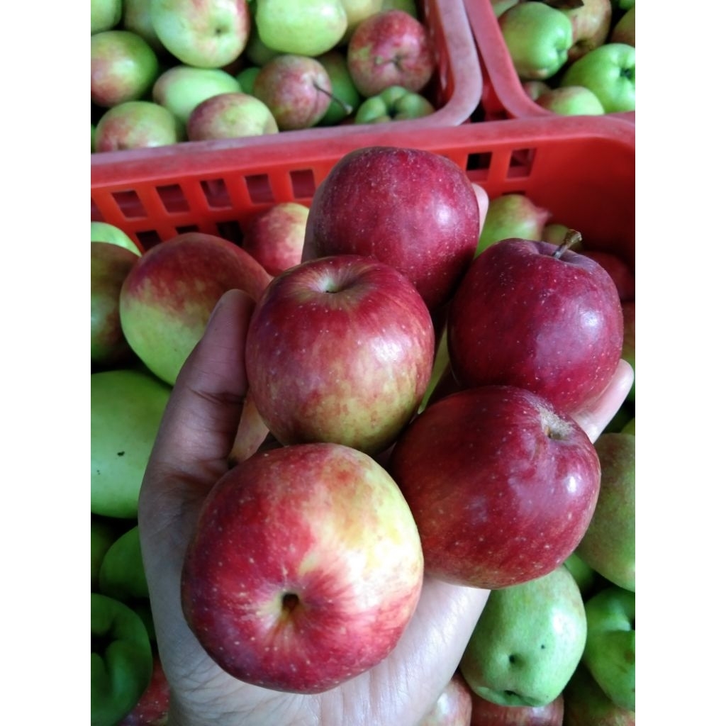 Jual Apel 1 Kg Terlengkap & Harga Terbaru April 2026 | Shopee Indonesia