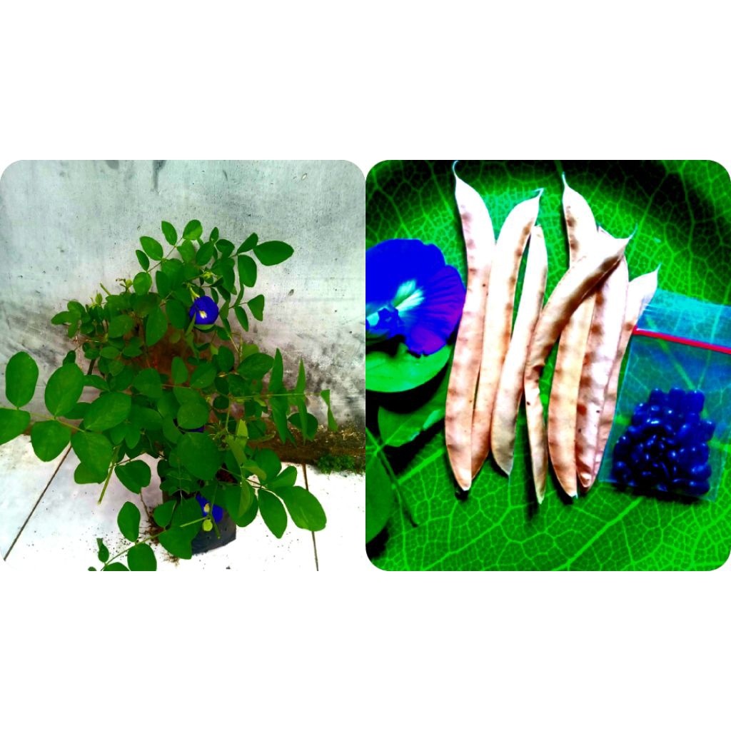 Jual Paket 1 Bibit Tanaman Bunga Telang dan 50 Benih Biji Bunga telang ...