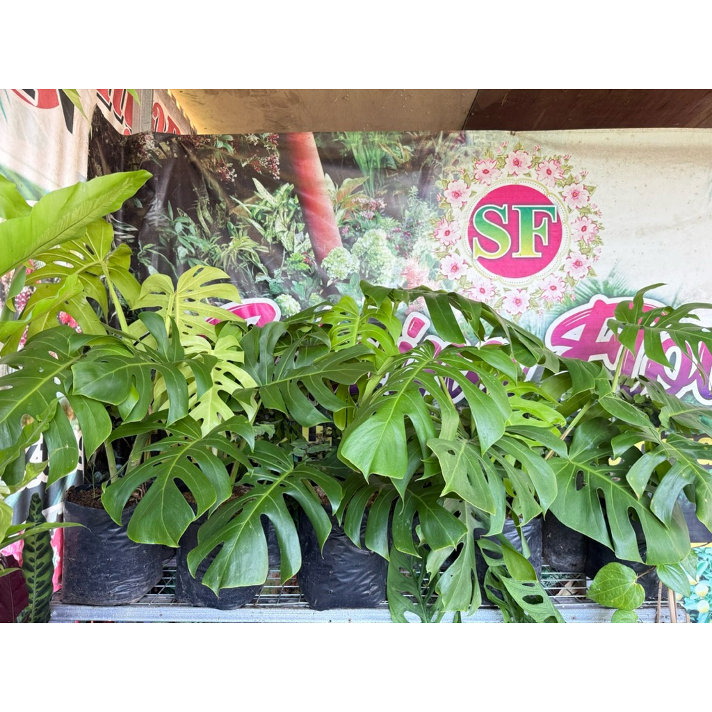 Jual Monstera King-Monstera hijau-Deliciosa-Monstera viral l | Shopee ...