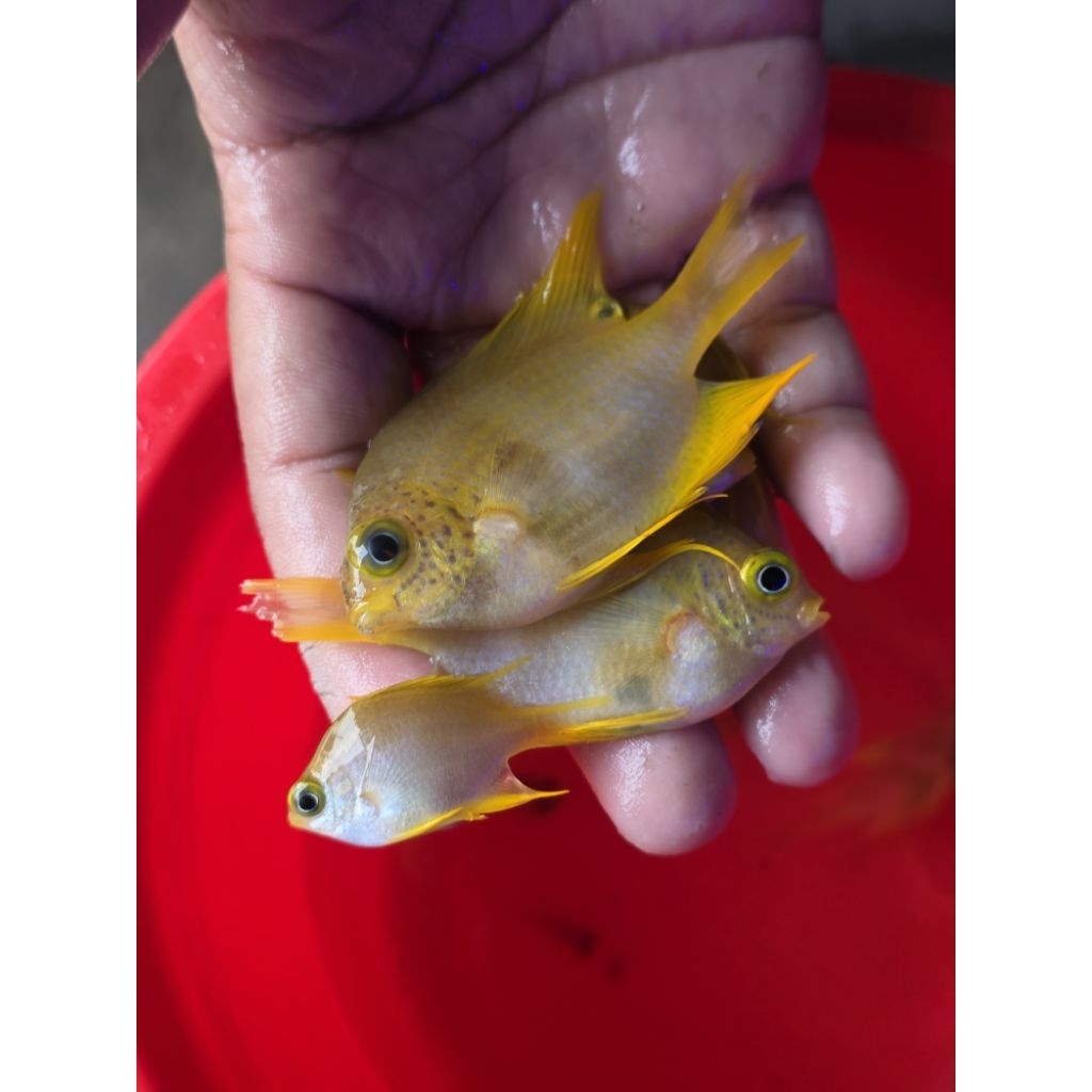 Jual ikan hias laut betok kuning | Shopee Indonesia