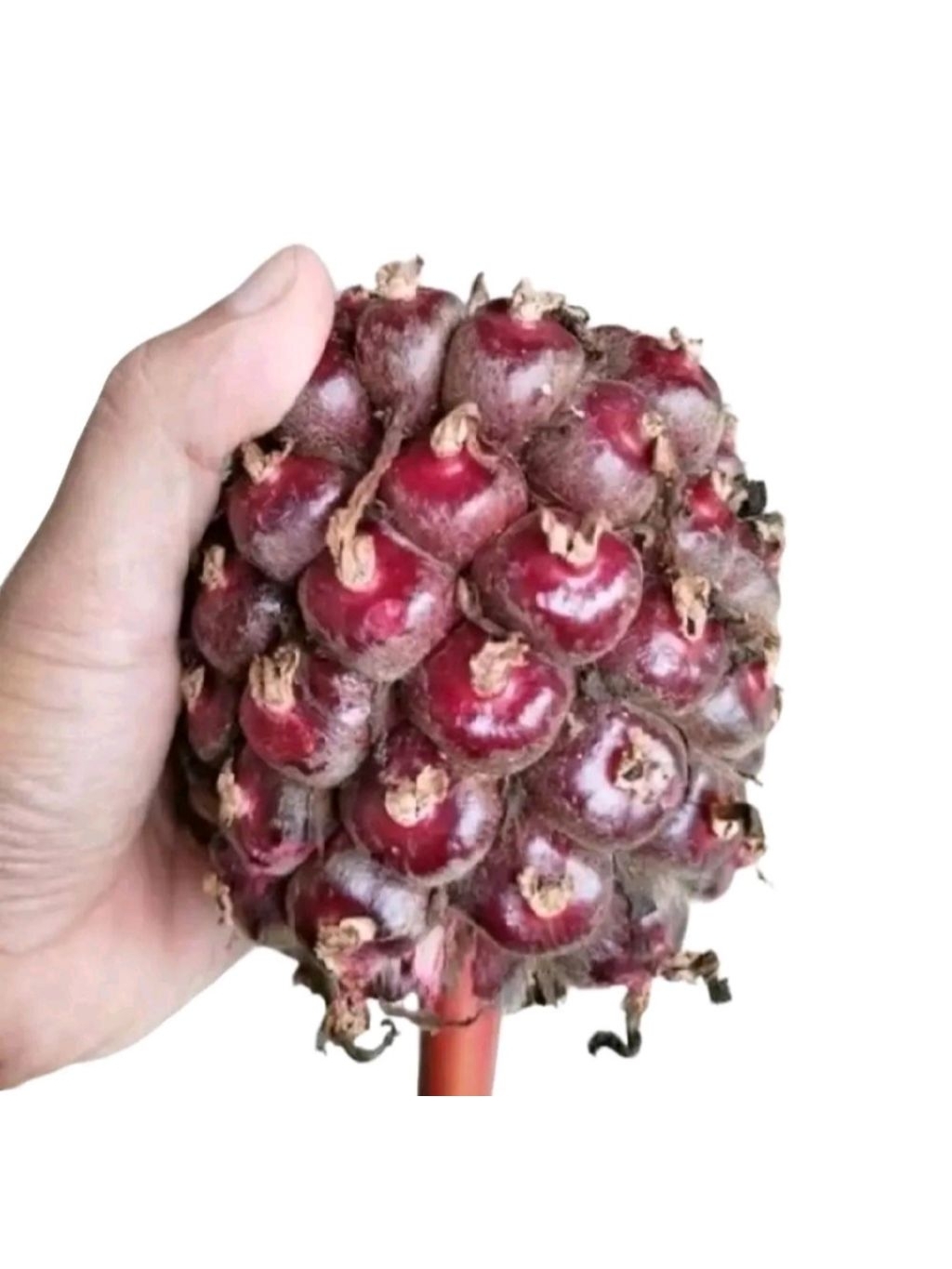 Jual Honje Laka Segar/Honje Merah/1kg | Shopee Indonesia