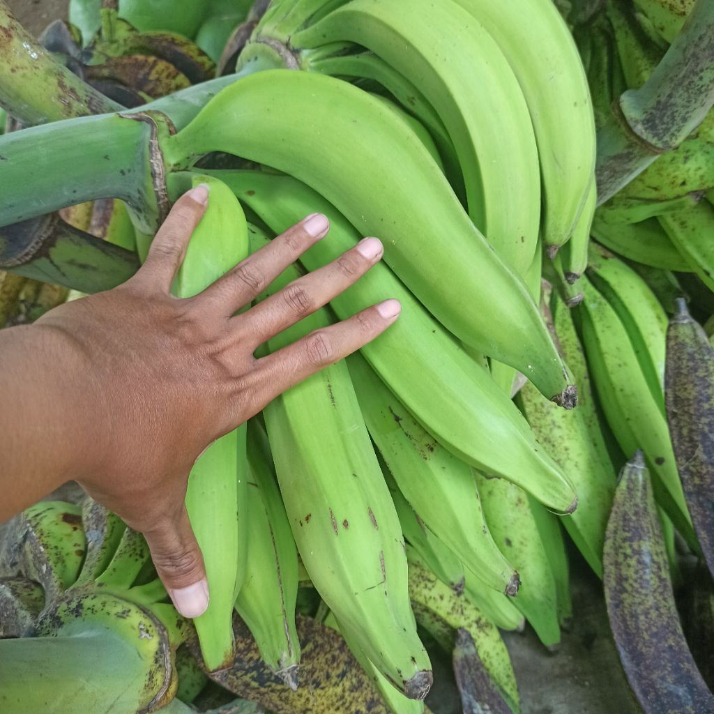 Jual Pisang tanduk 1 biji / gedang byar per biji | Shopee Indonesia