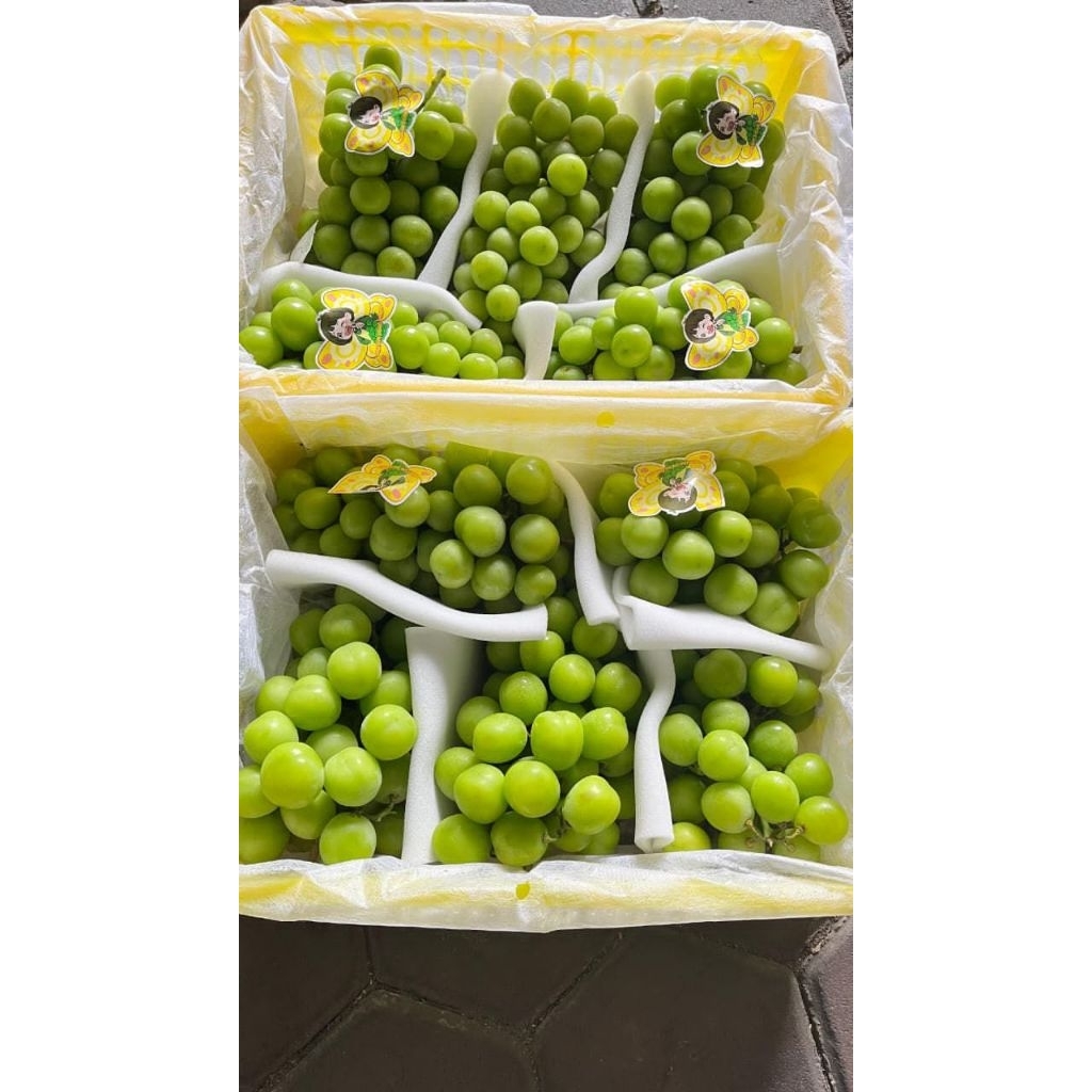 Jual ANGGUR-anggur MUSCAt CURAH/kg | Shopee Indonesia
