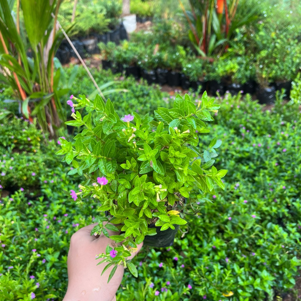 Jual TANAMAN HIAS TAIWAN BEAUTY || TAIWAN BEUATY | Shopee Indonesia