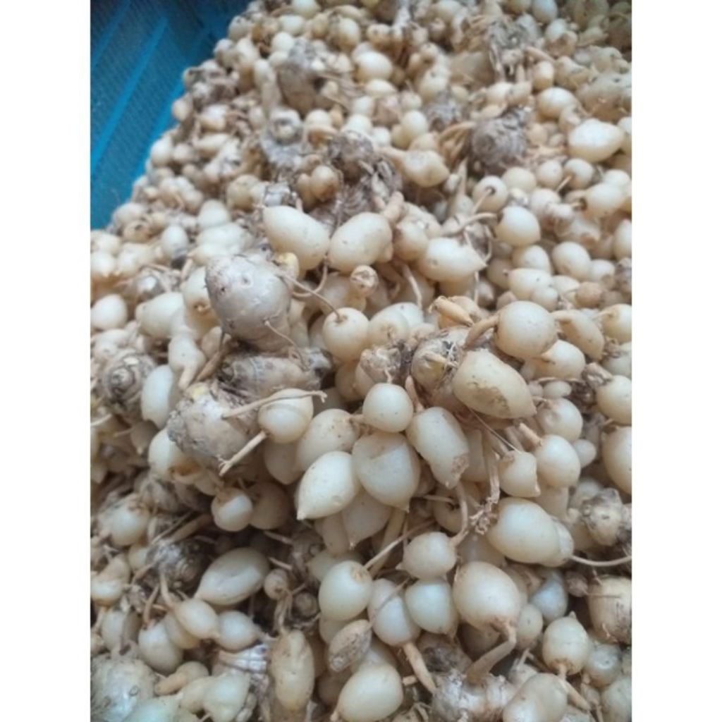 Jual kunir kunyit putih gombyok 250gram | Shopee Indonesia