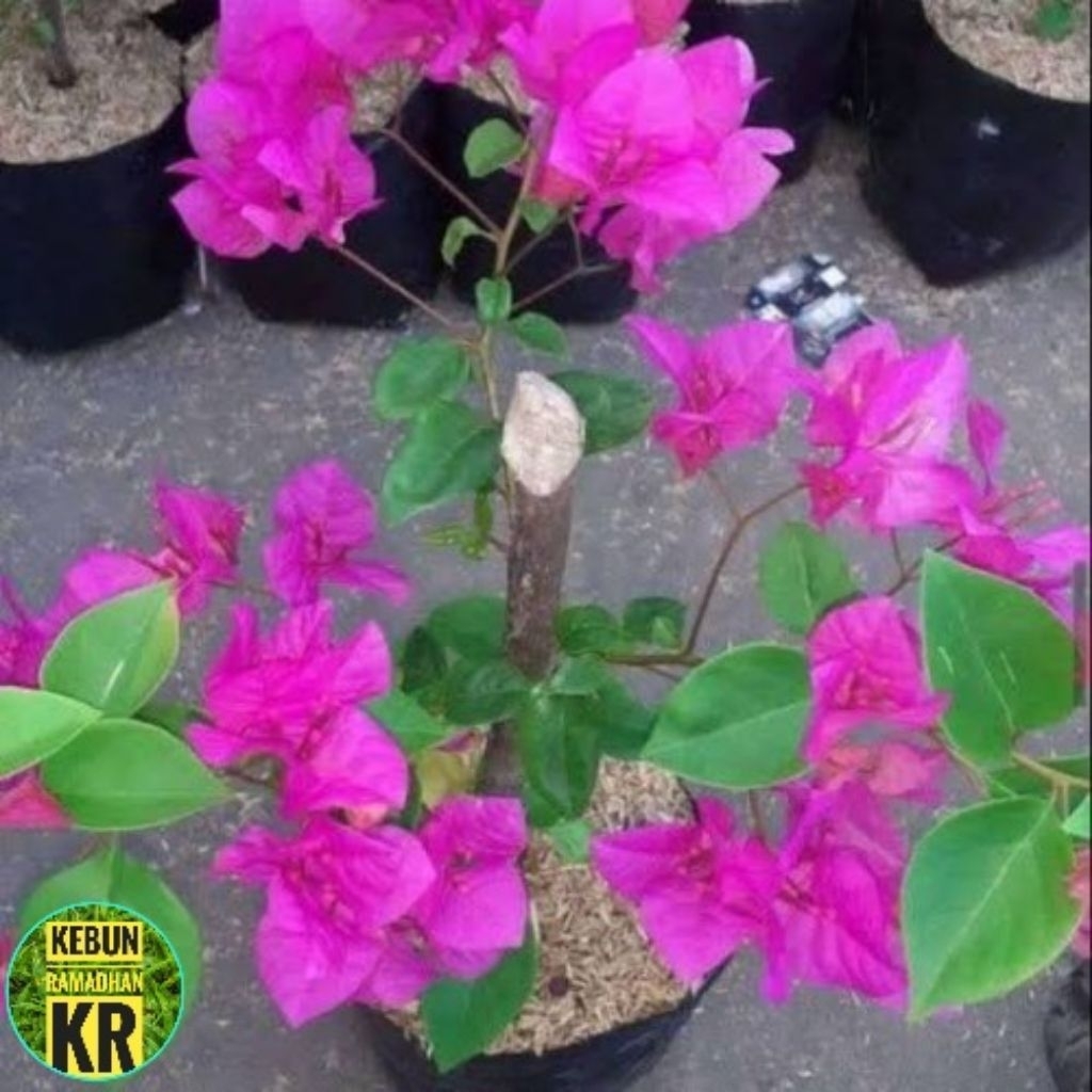 Jual Tanaman Hias Bugenvil//Bunga Kertas | Shopee Indonesia