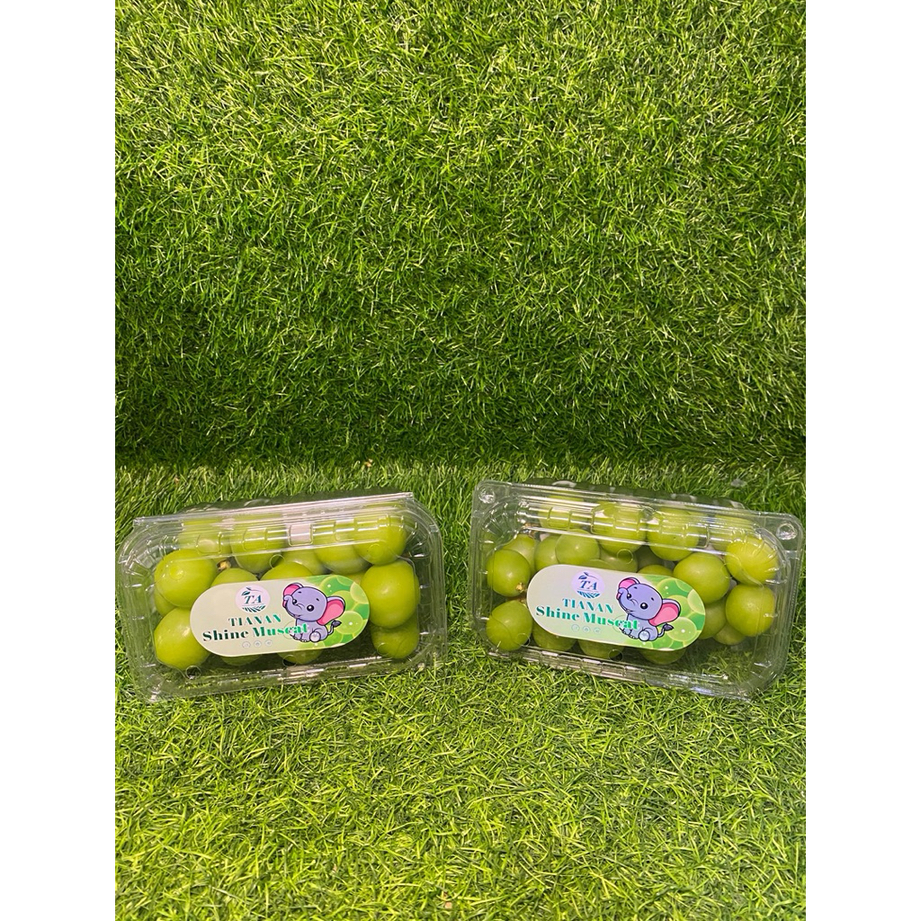 Jual Anggur Shine Muscat Green Seedles ( Buy 1 Pack Free 1 Pack ...