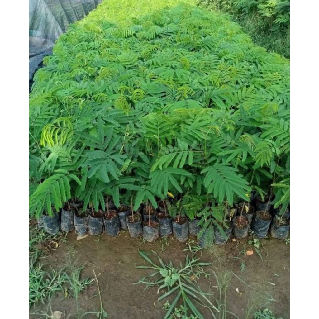Jual bibit kayu kaliandra super. beli 10 bonus 1 | Shopee Indonesia