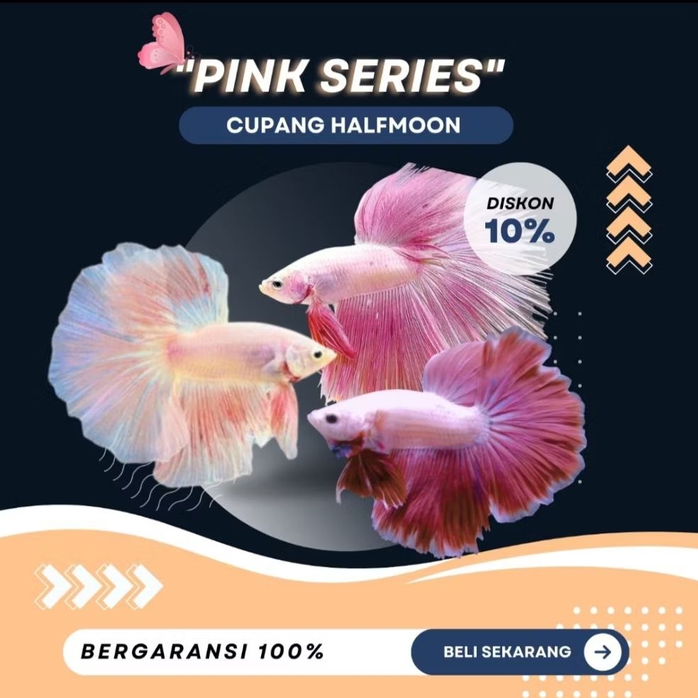 Jual [PINK SERIES] Cupang Halfmoon Pink | IKAN HIAS | JANTAN | SIZE M+ ...
