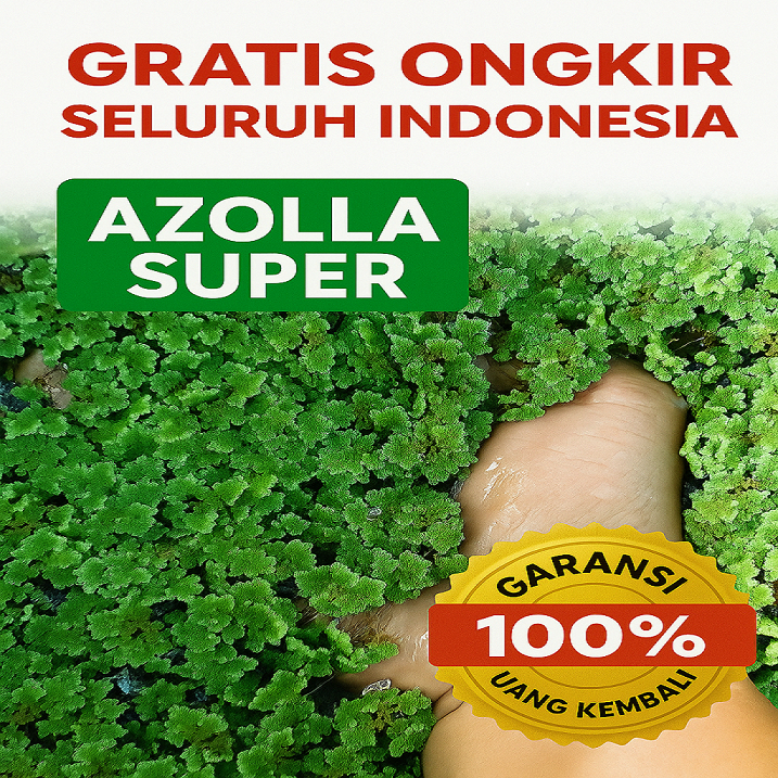 Jual Bibit Azolla Super Microphyla | Shopee Indonesia