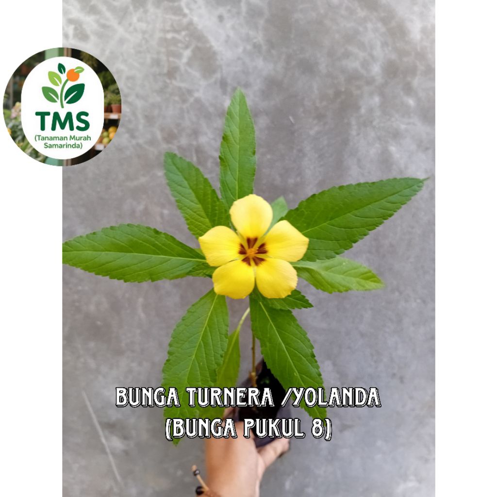Jual TMS~ Bunga Yolanda Bunga pukul 8 tanaman Turnera Ulmifolia bunga ...