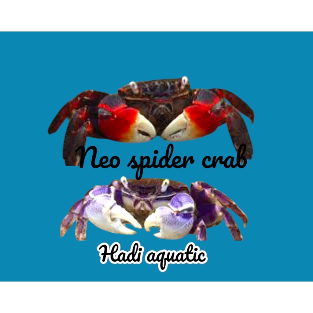 Jual Neo spider crab ( kepiting air tawar ) | Shopee Indonesia