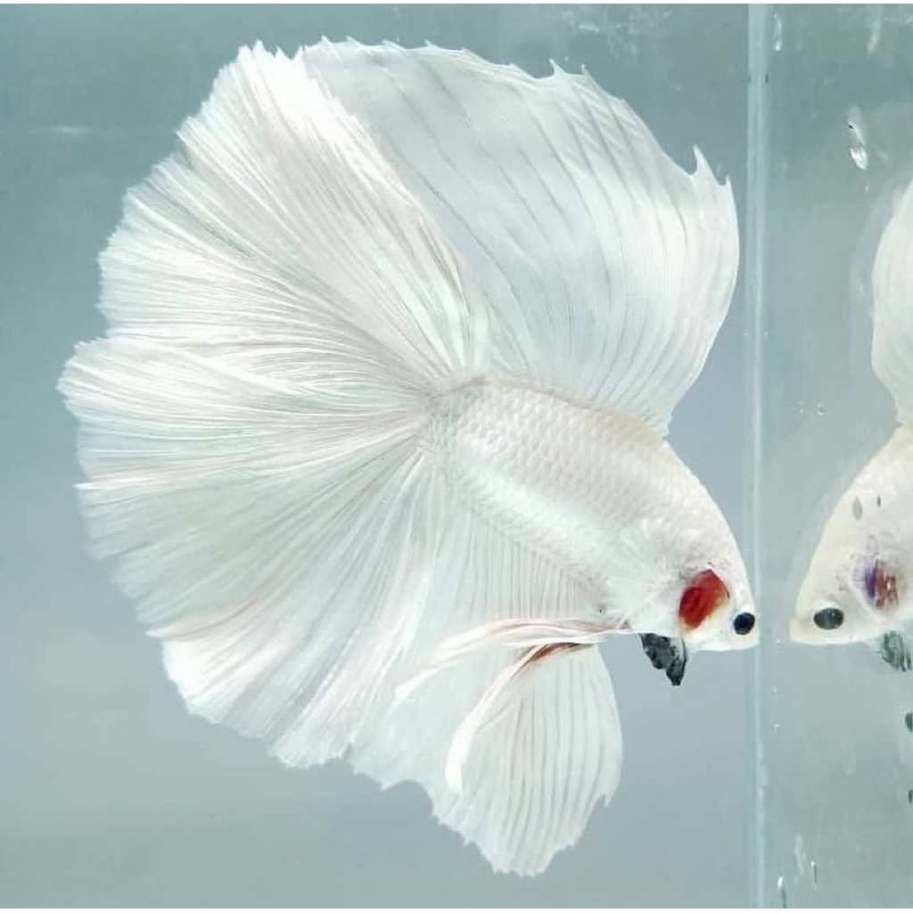 Jual cupang halfmoon white platinum putih bersih, ekor lebar, jantan ...