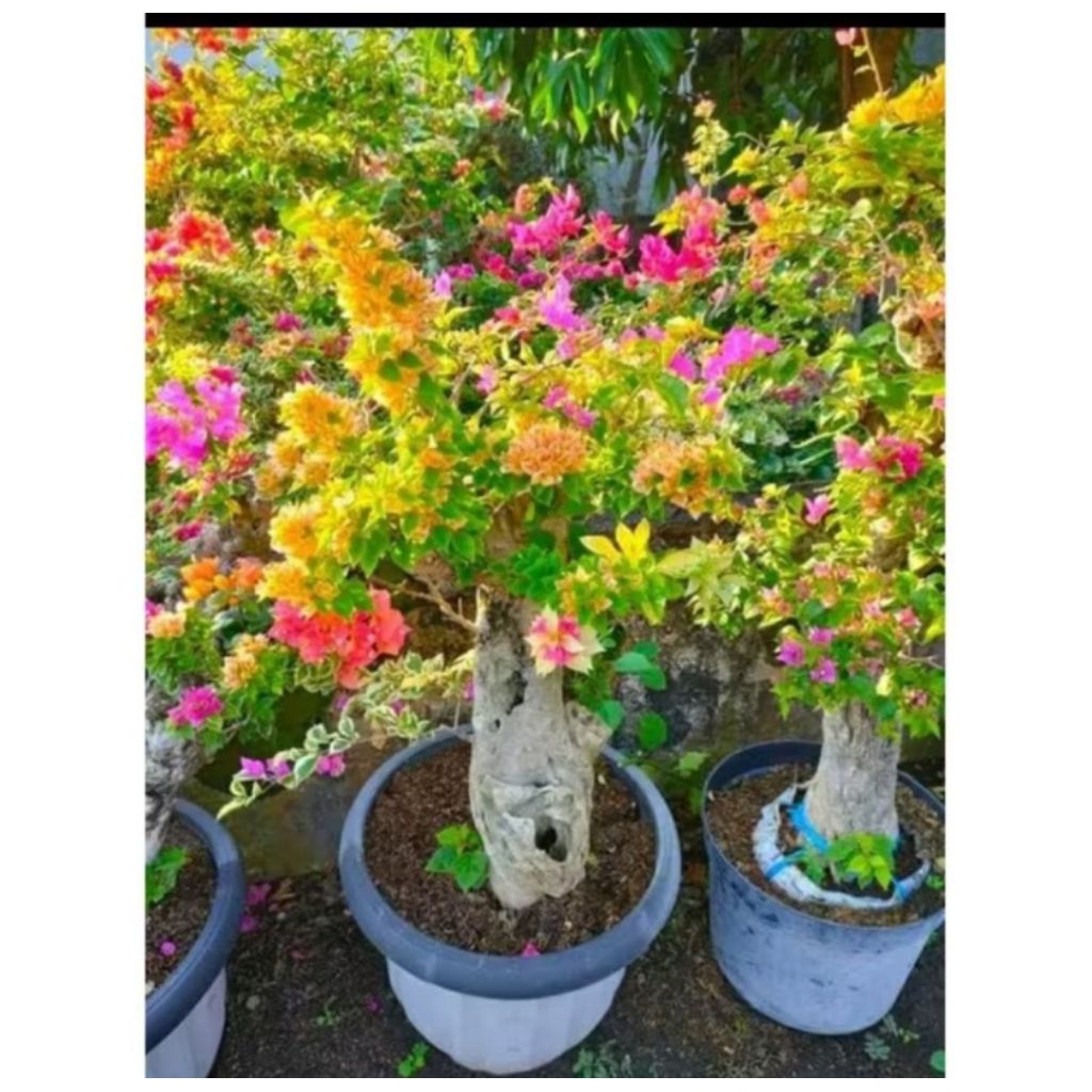 Jual Tanaman Bibit Bonsai Bunga Bougenville 4 Warnasgp Singapur Banyak