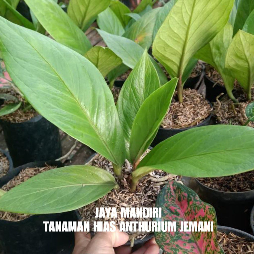 Jual TANAMAN HIAS ANTHURIUM JEMANI | Shopee Indonesia