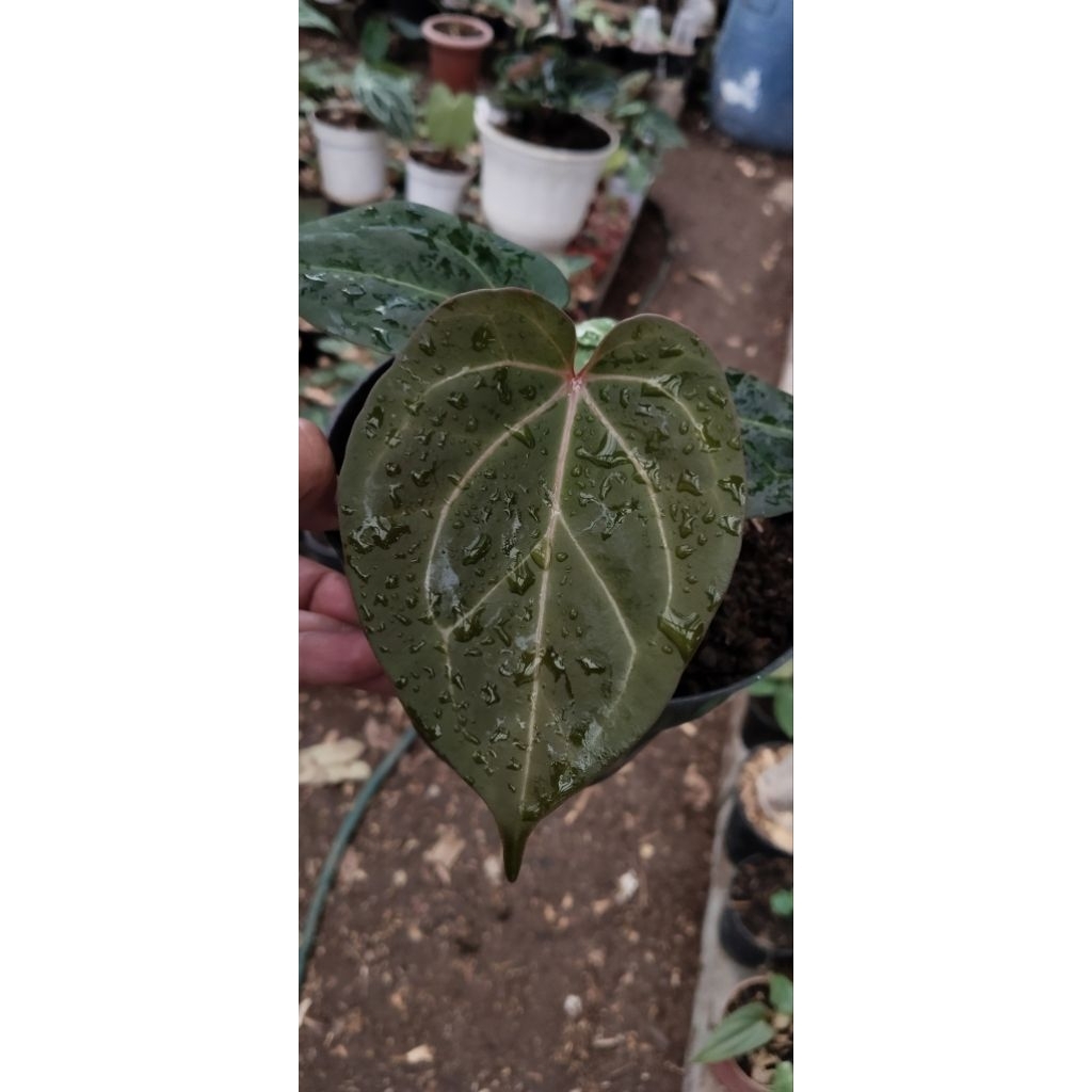 Jual kos ori manik merah | Shopee Indonesia