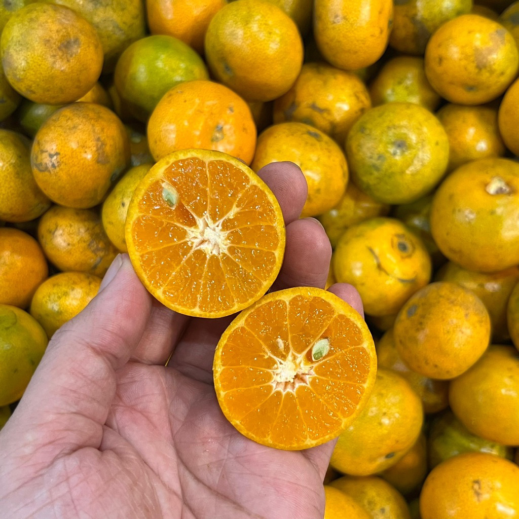 Jual JERUK MADU MINI | BUAH JERUK KECIL ORANGE MANIS FRESH | Shopee ...