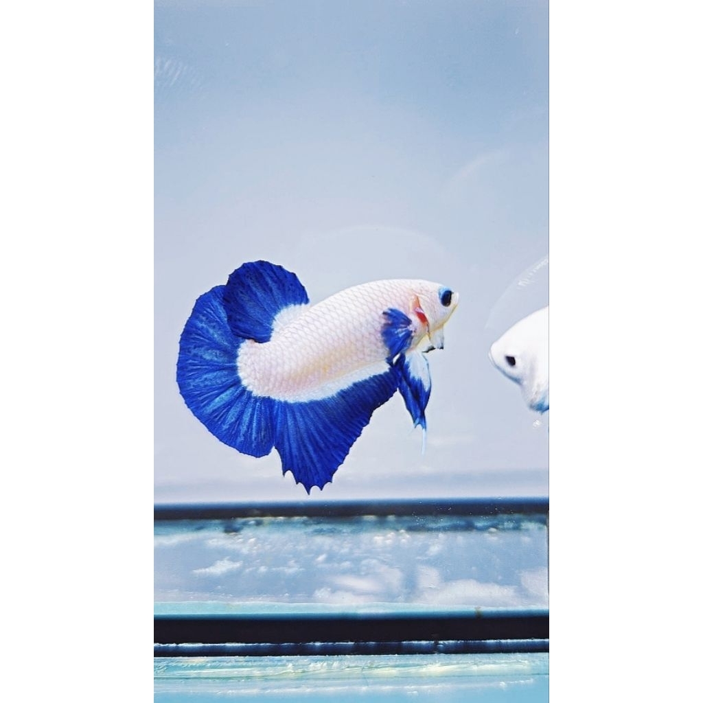 Jual Ikan Cupang Bergaransi PK/ Plakat BlueRim Gen R7 ORI Thailand ...