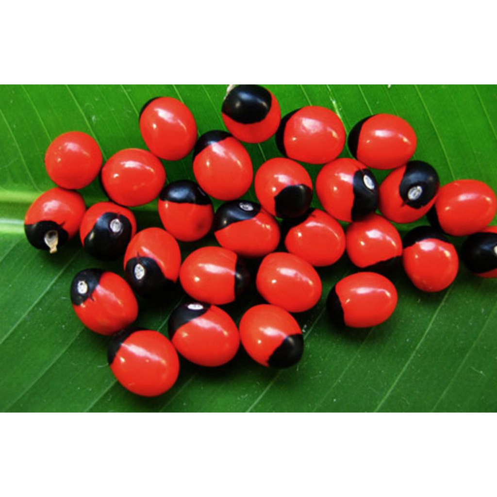 Jual BIJI SAGA RAMBAT 250 Gram - Saga rambat asli bintik hitam | Shopee ...