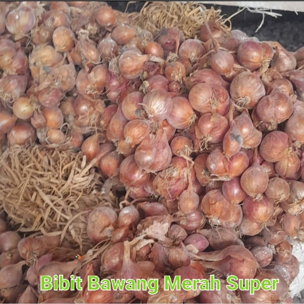 Jual Bibit Bawang Merah Unggul/Super Asli Sukomoro Nganjuk Thajuk Siap ...