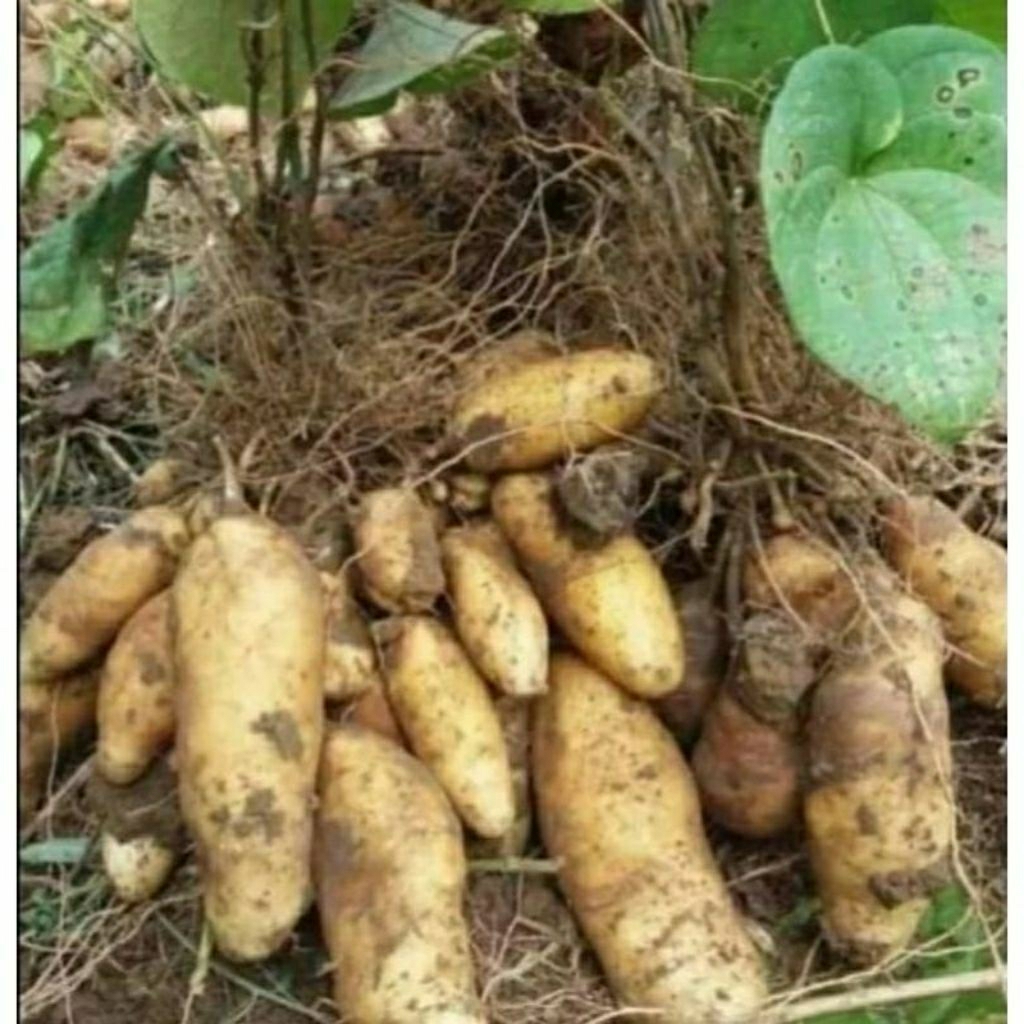 Jual Bibit umbi gembili / tanaman umbi gembili / tanaman gembili Paket ...