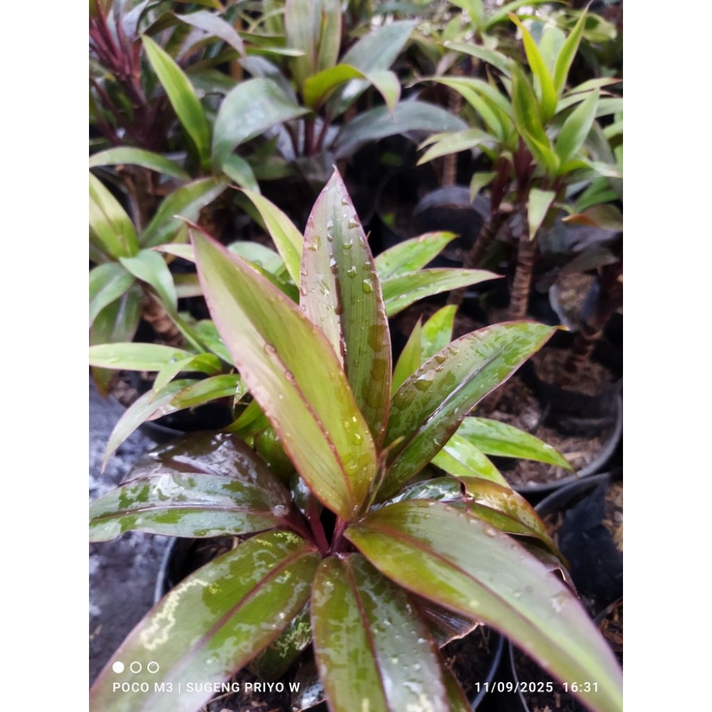 Jual HANJUANG / ANDONG MINI /CORDYLINE PURPLE | Shopee Indonesia
