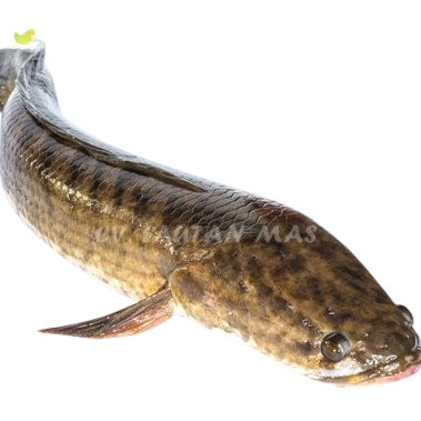 Jual Ikan Gabus 1Kg Ikan Gabus Hidup Ikan Gabus Segar | Shopee Indonesia
