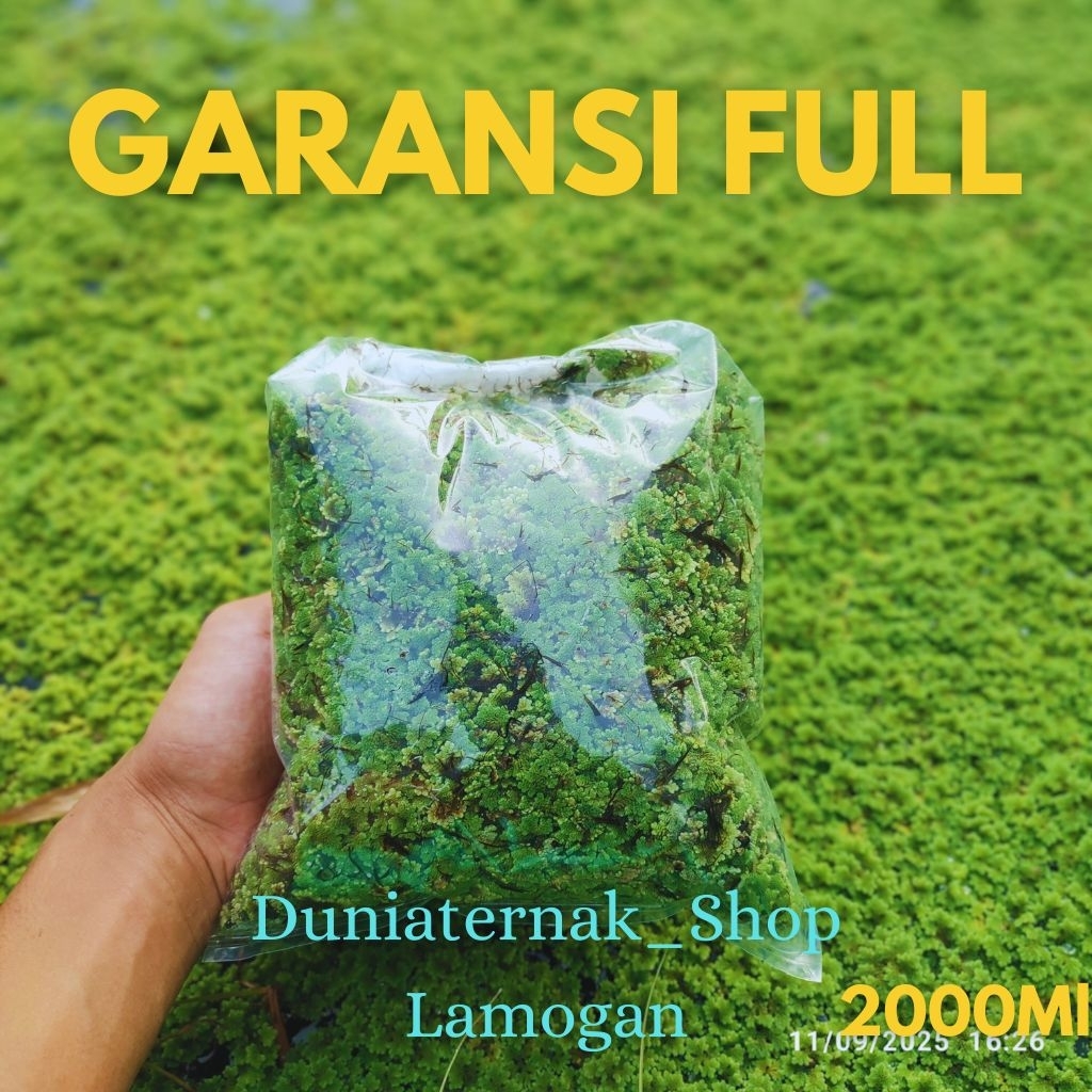Jual bibit azolla azolla // azola // Azolla / Azolla microphylla pakan ...