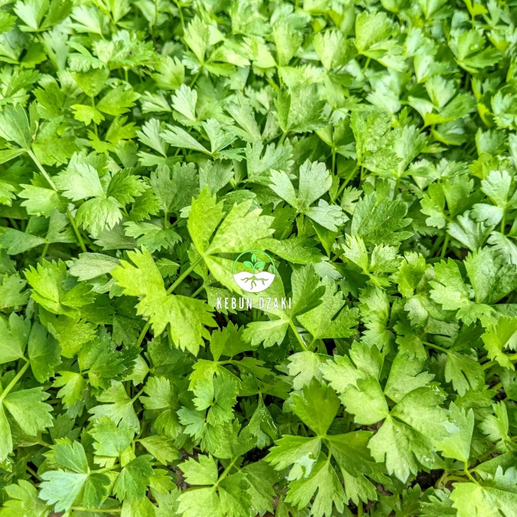 Jual KEBUN DZAKI - Paket 50 Bibit Seledri Amigo Siap Tanam | Shopee ...