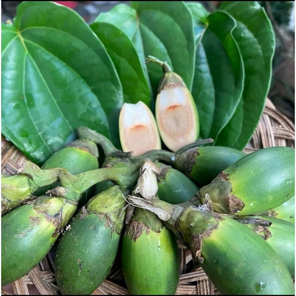 Jual Paket Buah Pinang 10 Butir Dan Daun Sirih 5 Lembar Antiseptic ...