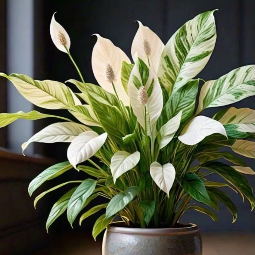 Jual Tanaman Hias Peace Lily Varigata Spathiphyllum Variegata Tanaman ...