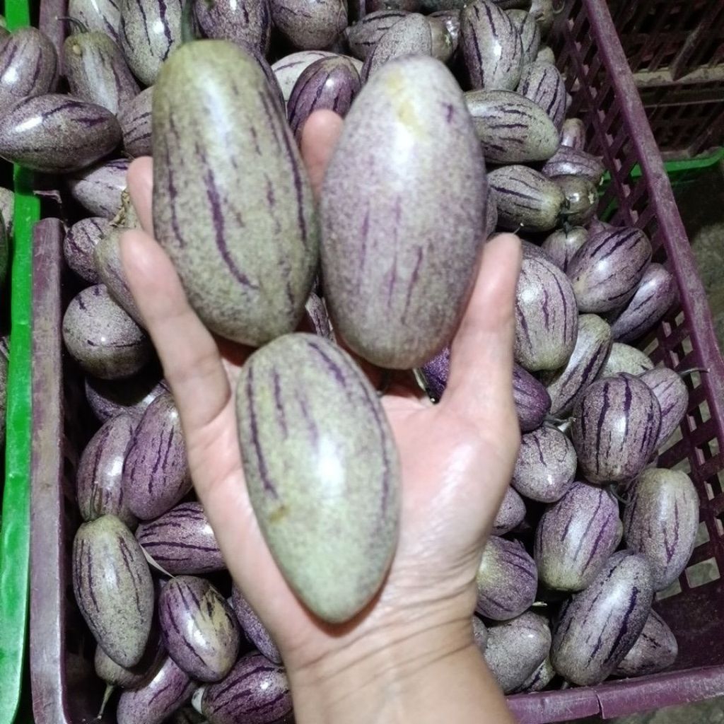 Jual Buah Pepino atau buah melody kecil dalam 1kg | Shopee Indonesia