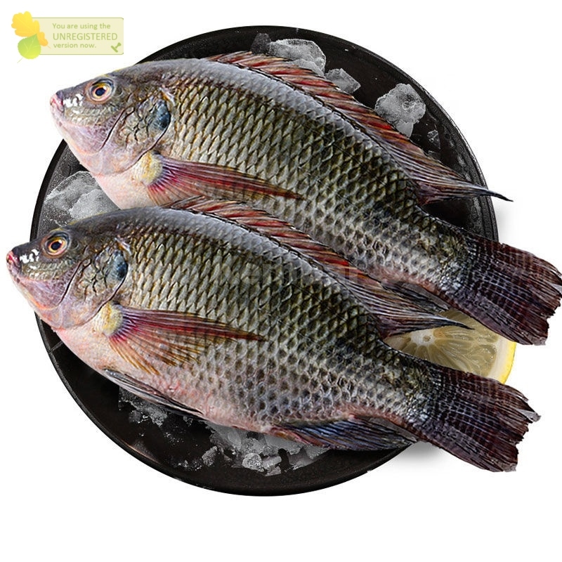 Jual Ikan Jer Segar Ikan Jaer 1Kg Ikan Mujair Tilapia | Shopee Indonesia