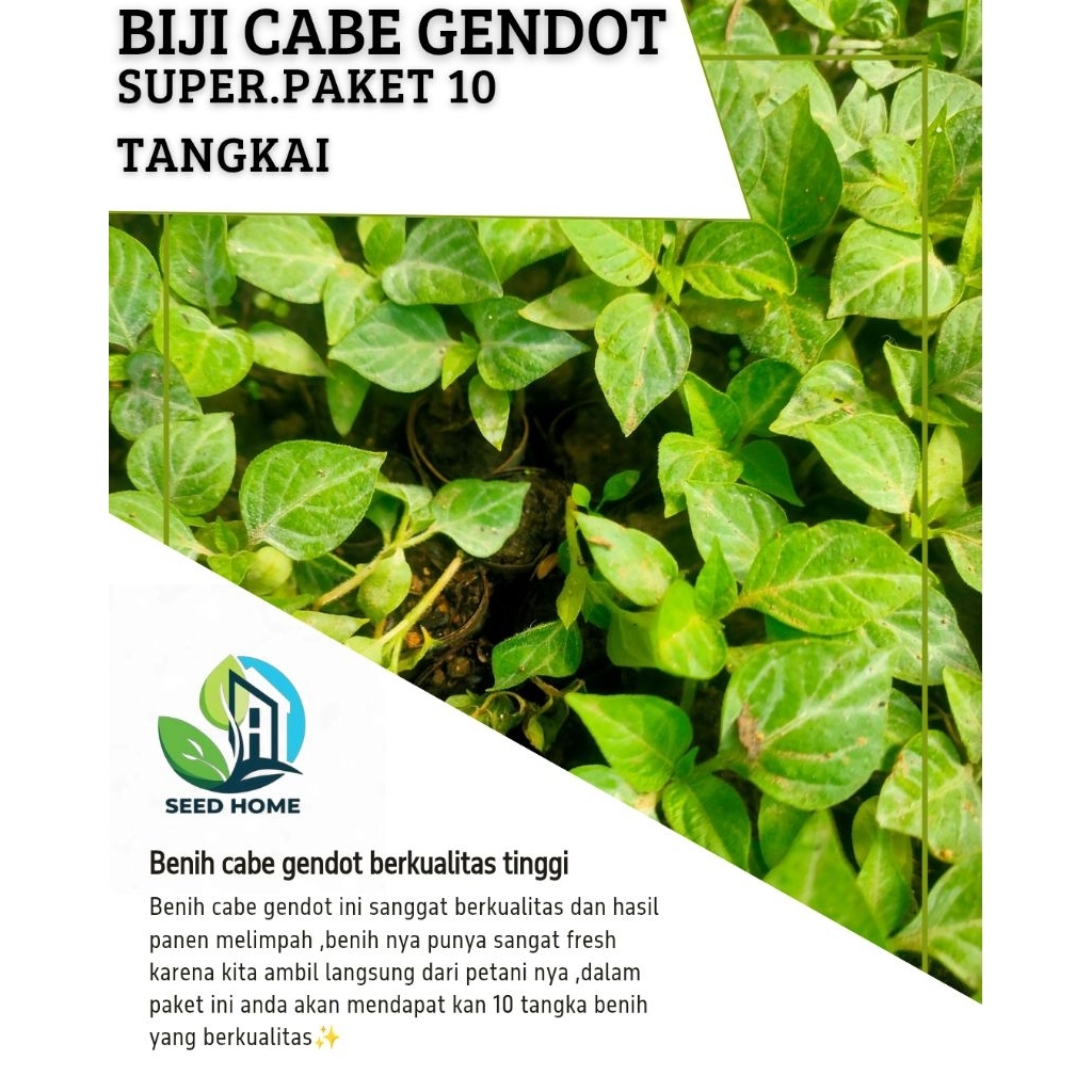 Jual Benih cabe gendot paket 10 tangkai, benih berkualitas dan tidak ...