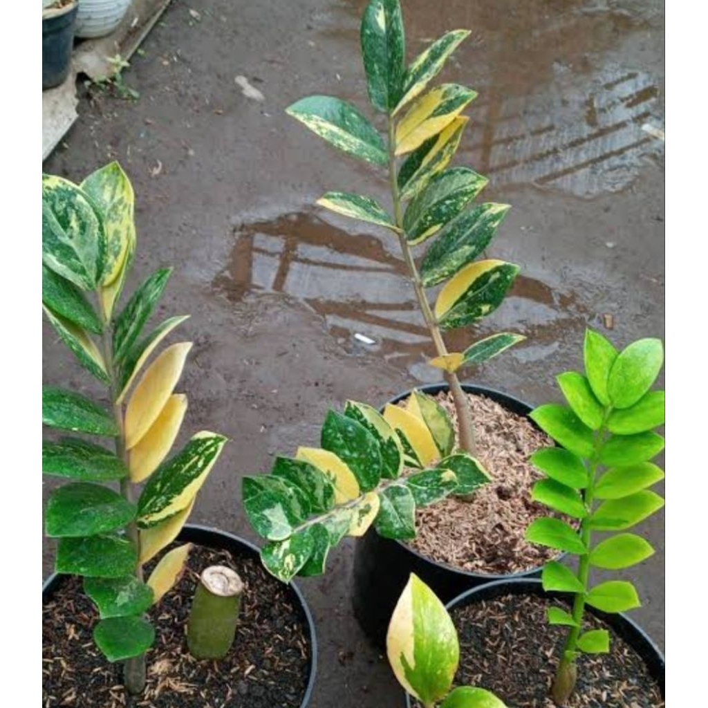 Jual zamia varigata 1 lonjor | Shopee Indonesia