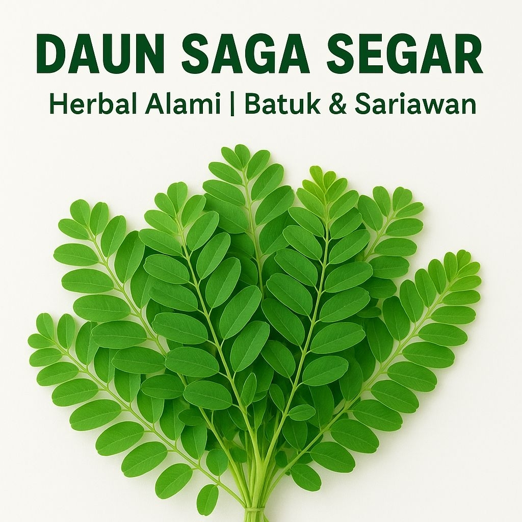 Jual Daun Saga Segar Herbal Alami – Obat Tradisional Batuk & Sariawan ...