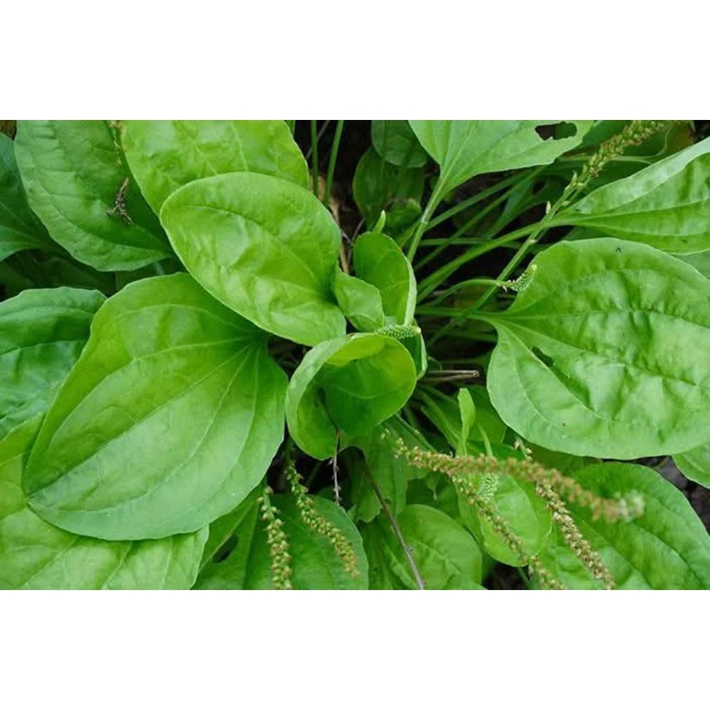 Jual ki urat daun sendok segar per 1kg | Shopee Indonesia
