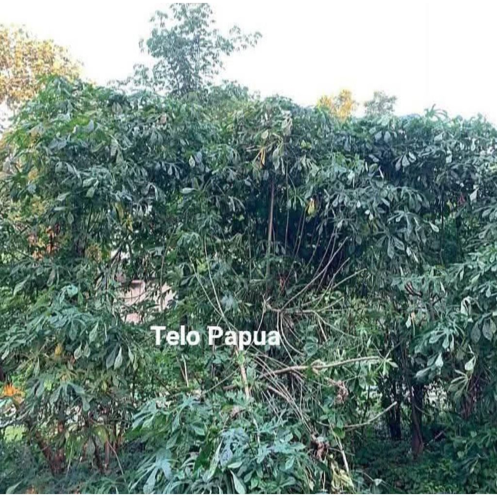 Jual bibit batang singkong papua ( telo papua) bisa buat pakan ternak kambing, satu ikat isi 50 ...