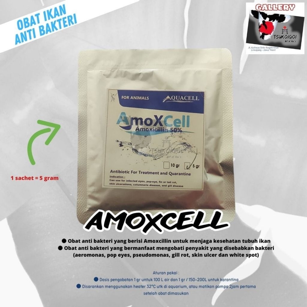 Jual AmoXCell (Amoxicillin 50%) | Shopee Indonesia