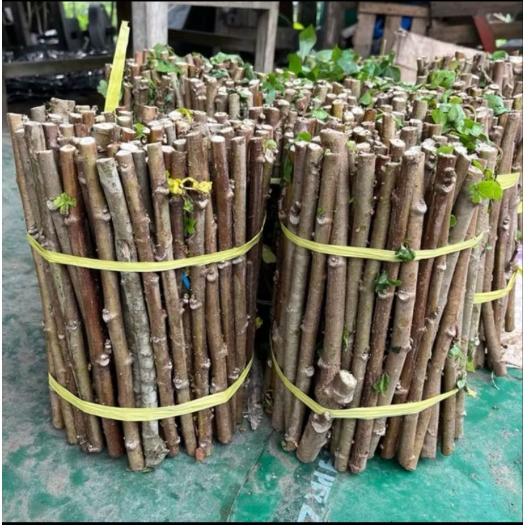 Jual Bibit Benih Batang Singkong Papua/Telo Papua 10-15-20-25-30 Batang ...