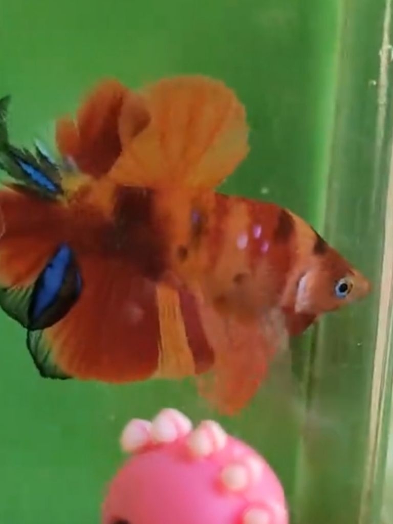 Jual PROMO PLAKAD NEMO CLASIC//NEMO CANDY//NEMO MULTI | Shopee Indonesia