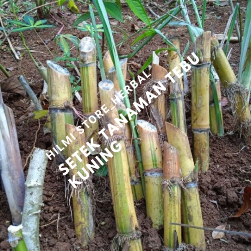 Jual setek tanaman tebu kuning ukuran panjang 20 cm | Shopee Indonesia