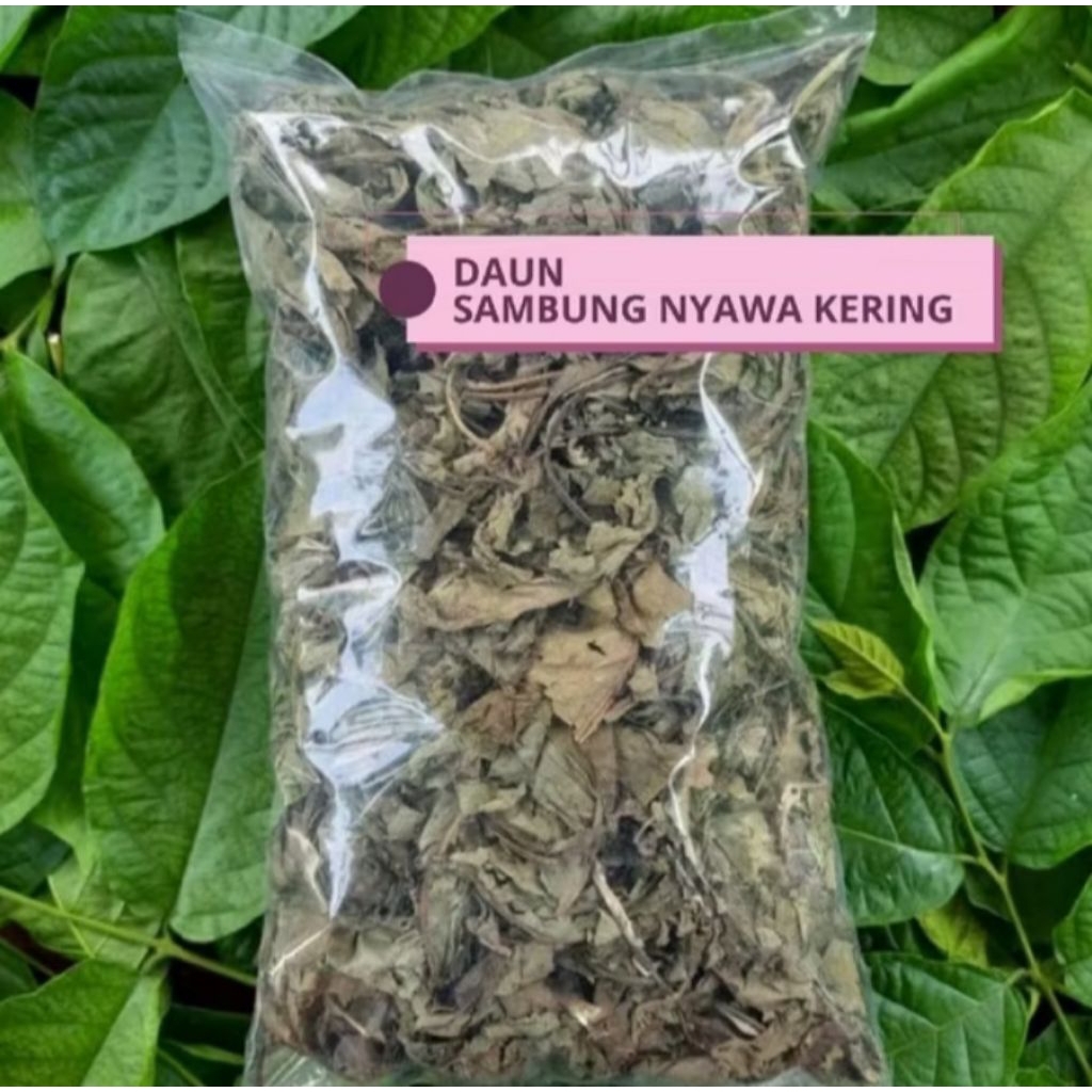 Jual Daun sembung nyawa kering 100 gram | Shopee Indonesia