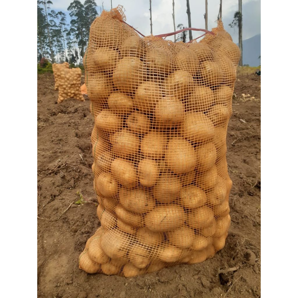Jual kentang abc beres ukuran besar 1 kg | Shopee Indonesia
